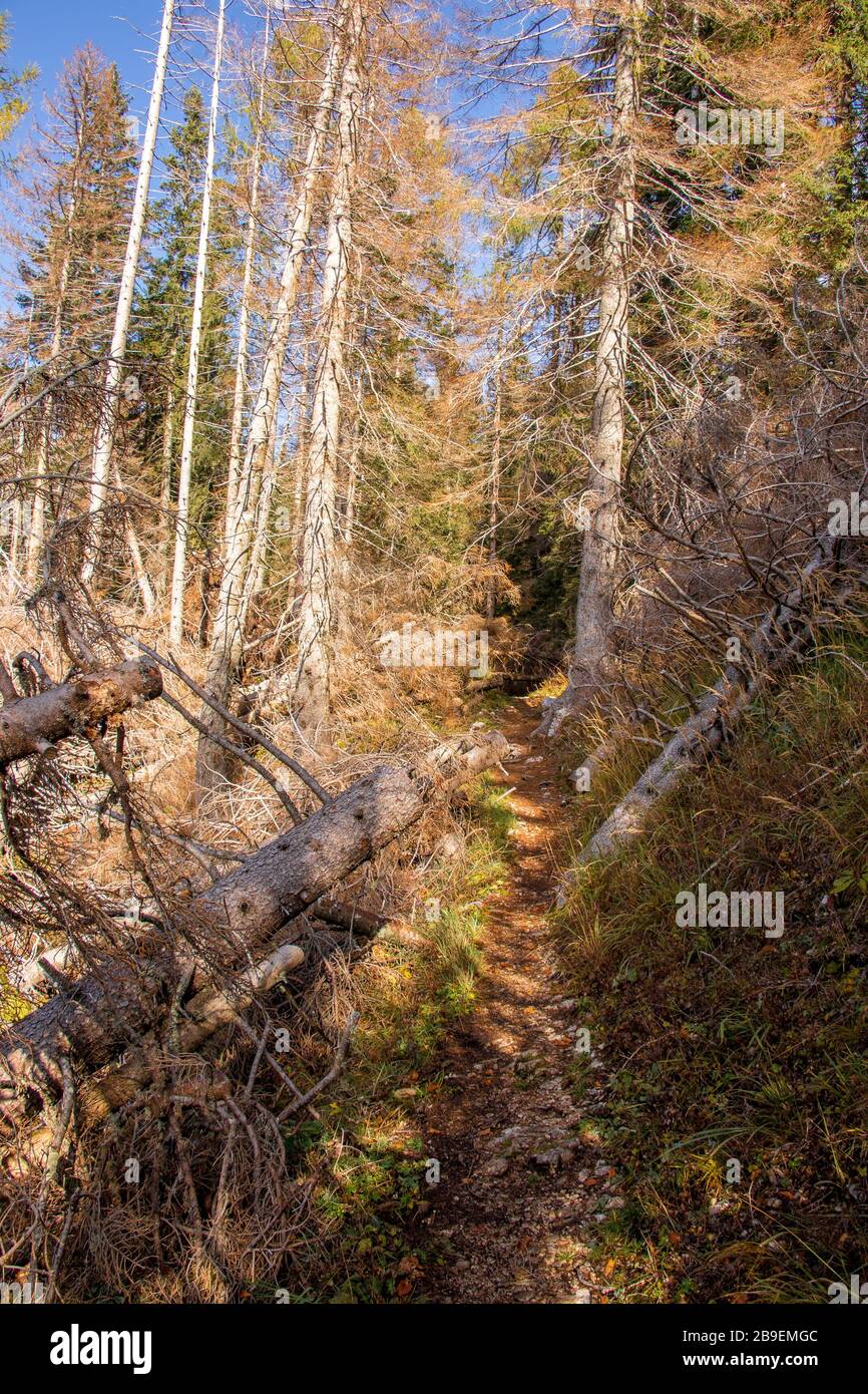 Dead trees laying over path Stock Photo - Alamy