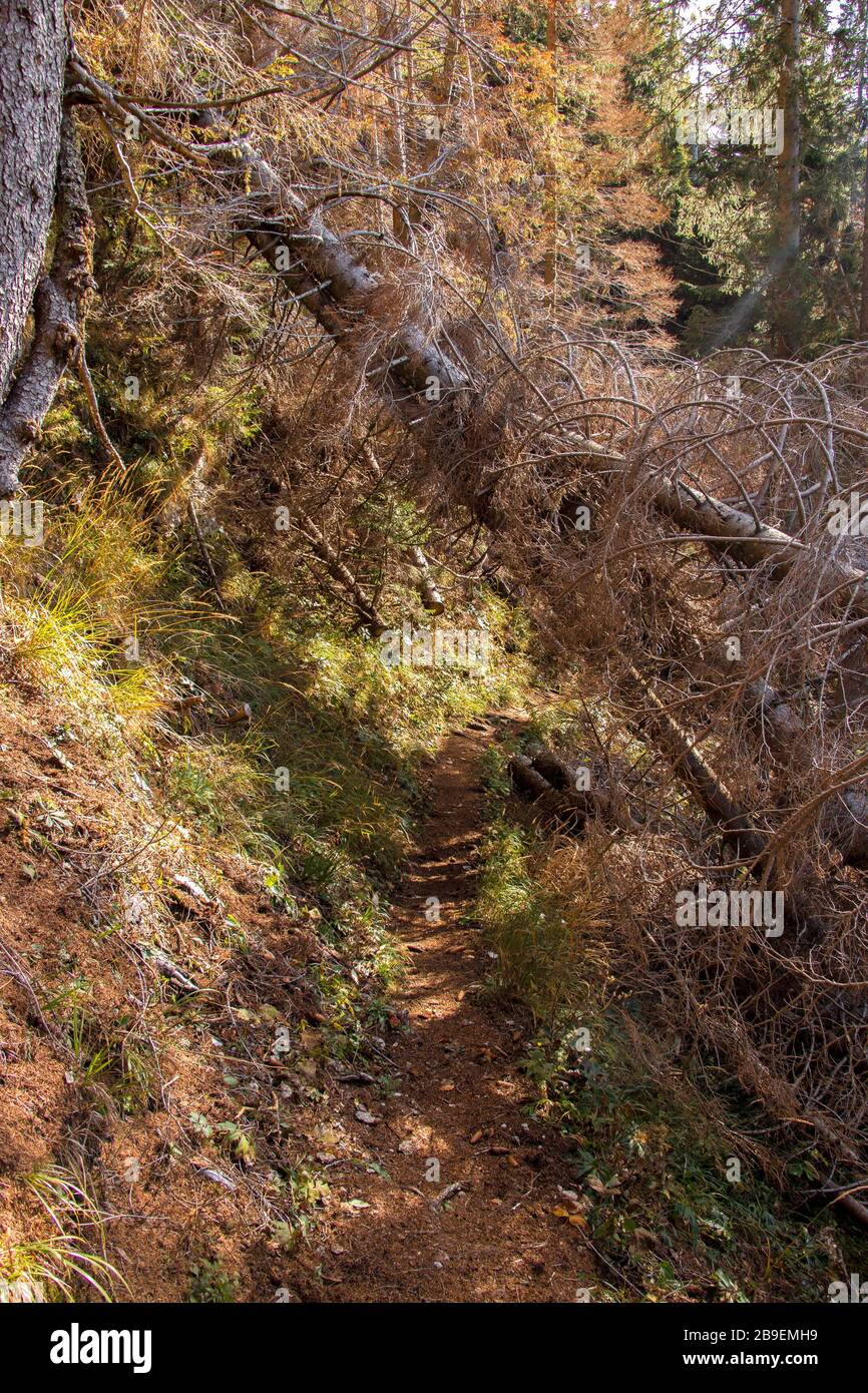 Dead trees laying over path, Bohinj valley Stock Photo - Alamy