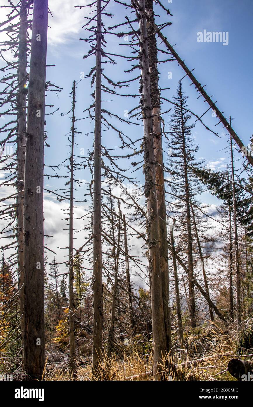 Dead trees still standing, high mountains Stock Photo - Alamy