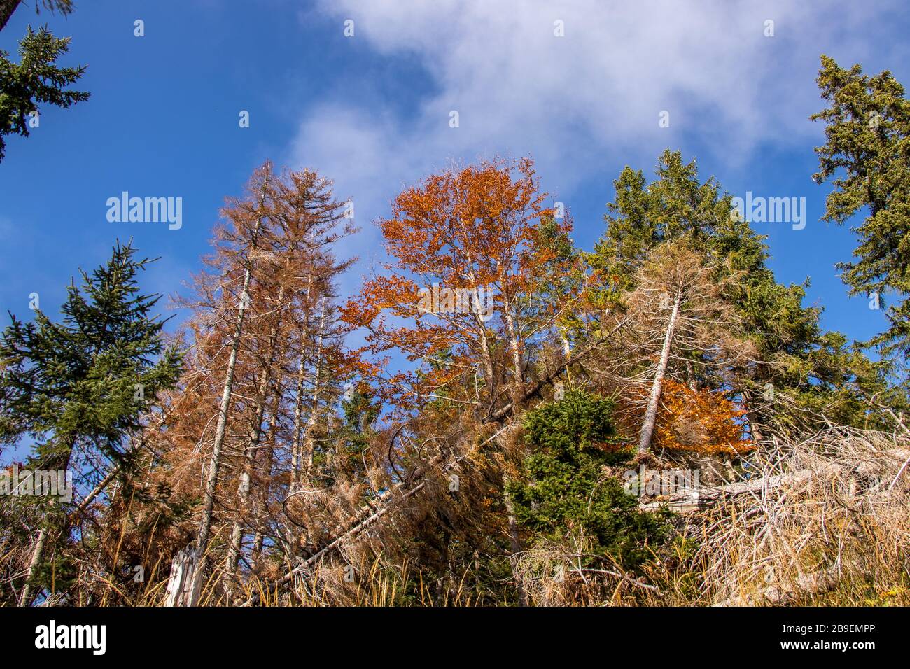 Wind damaged pine tree trunk hi-res stock photography and images - Alamy