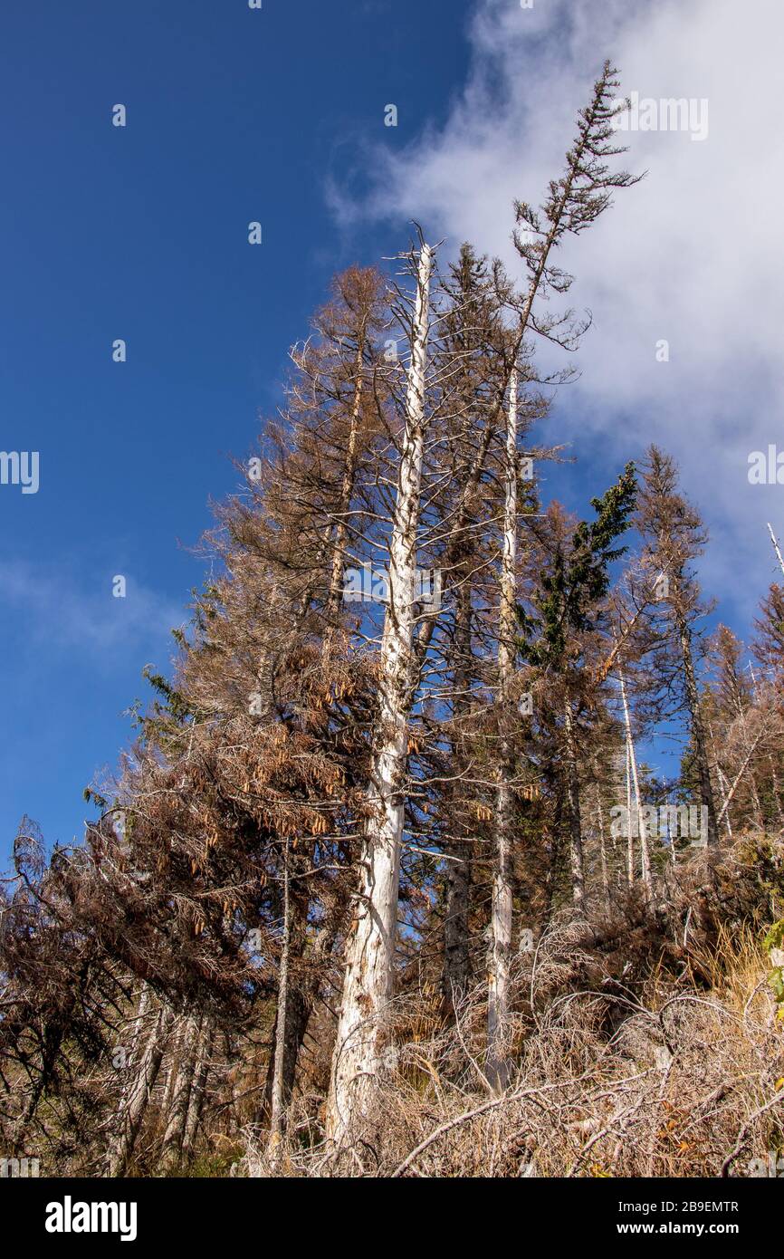 Dead tree still standing hi-res stock photography and images - Alamy