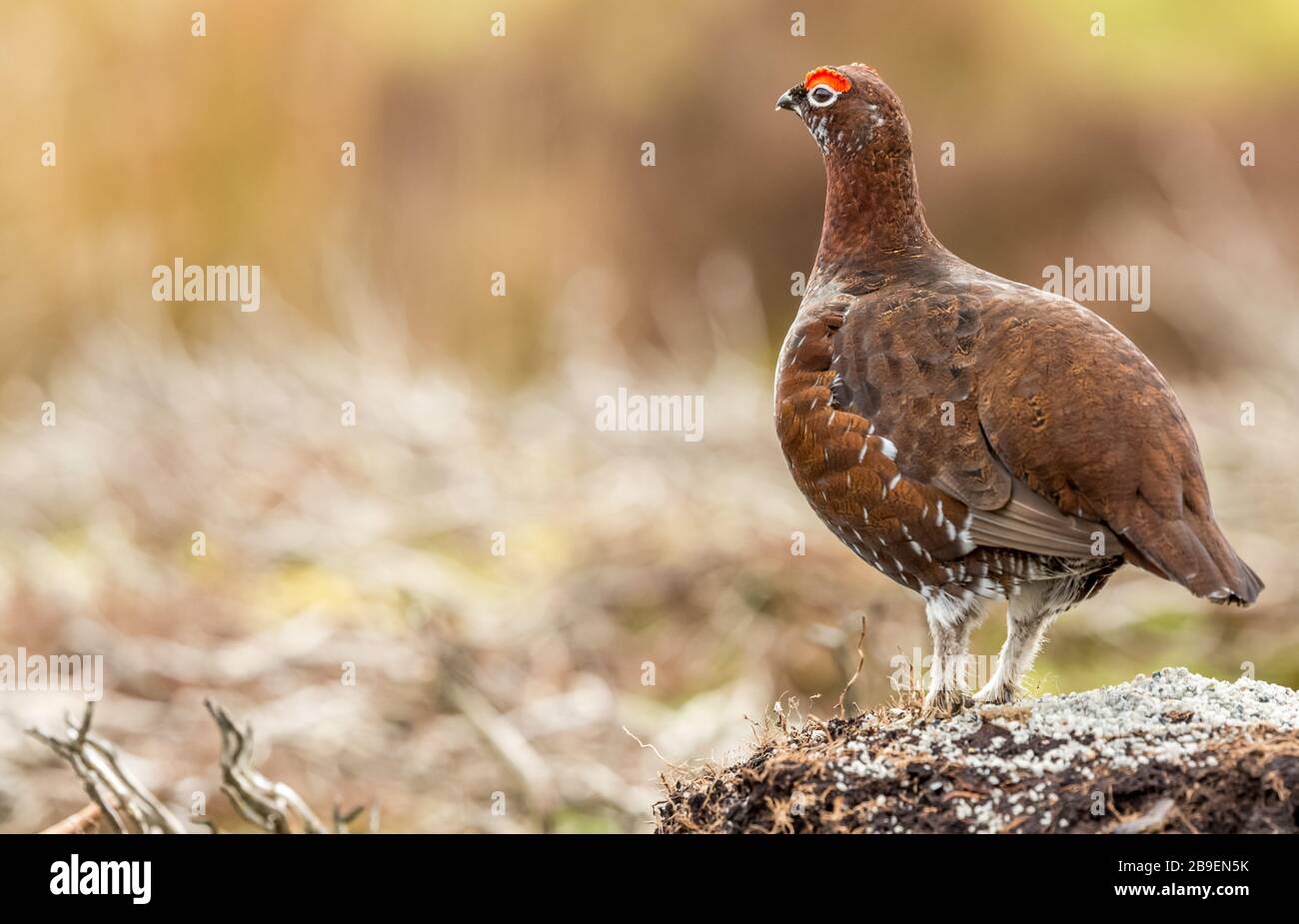 Red Grouse male (Scientific name: Lagopus lagopus) in early Spring ...