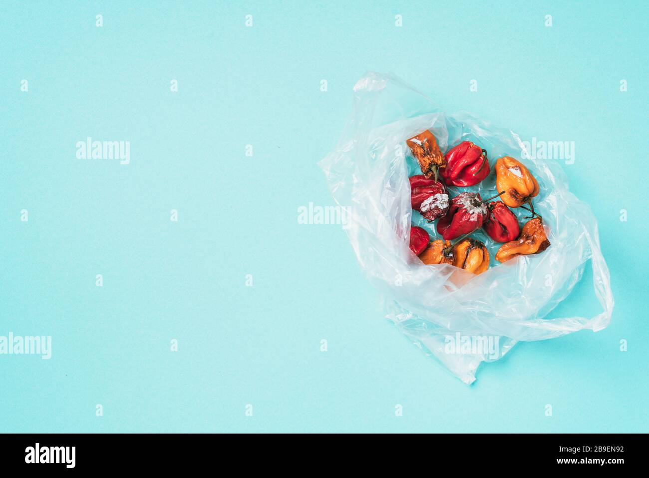 Moldy and wrinkled rotten peppers in plastic bag on blue background ...