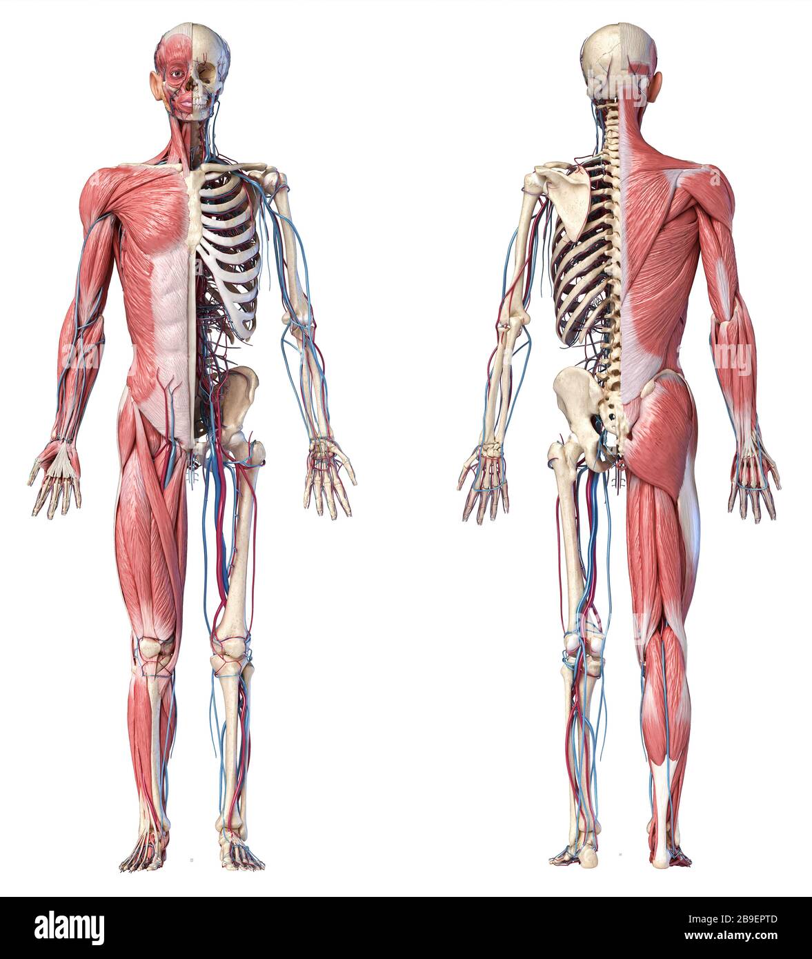Full body views of human skeletal and muscular systems on white ...
