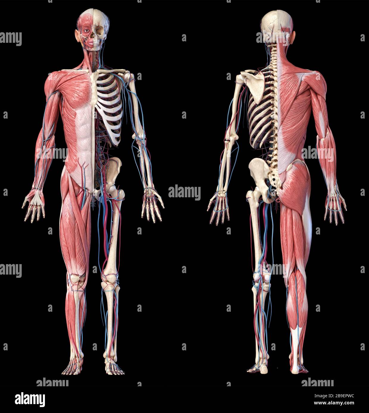 Full body views of human skeletal and muscular systems on black ...