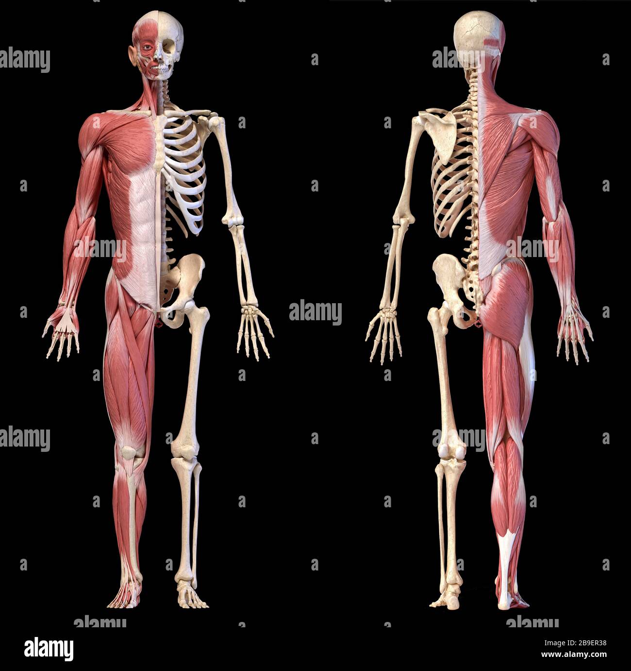 Anatomy of human male muscular and skeletal systems, front and rear ...