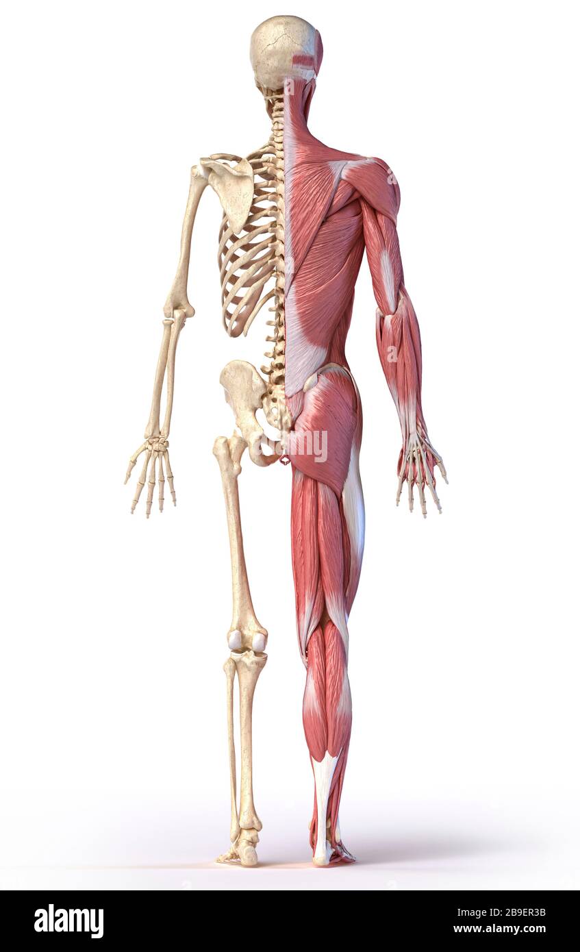 Anatomy of human male muscular and skeletal systems, back view on white ...