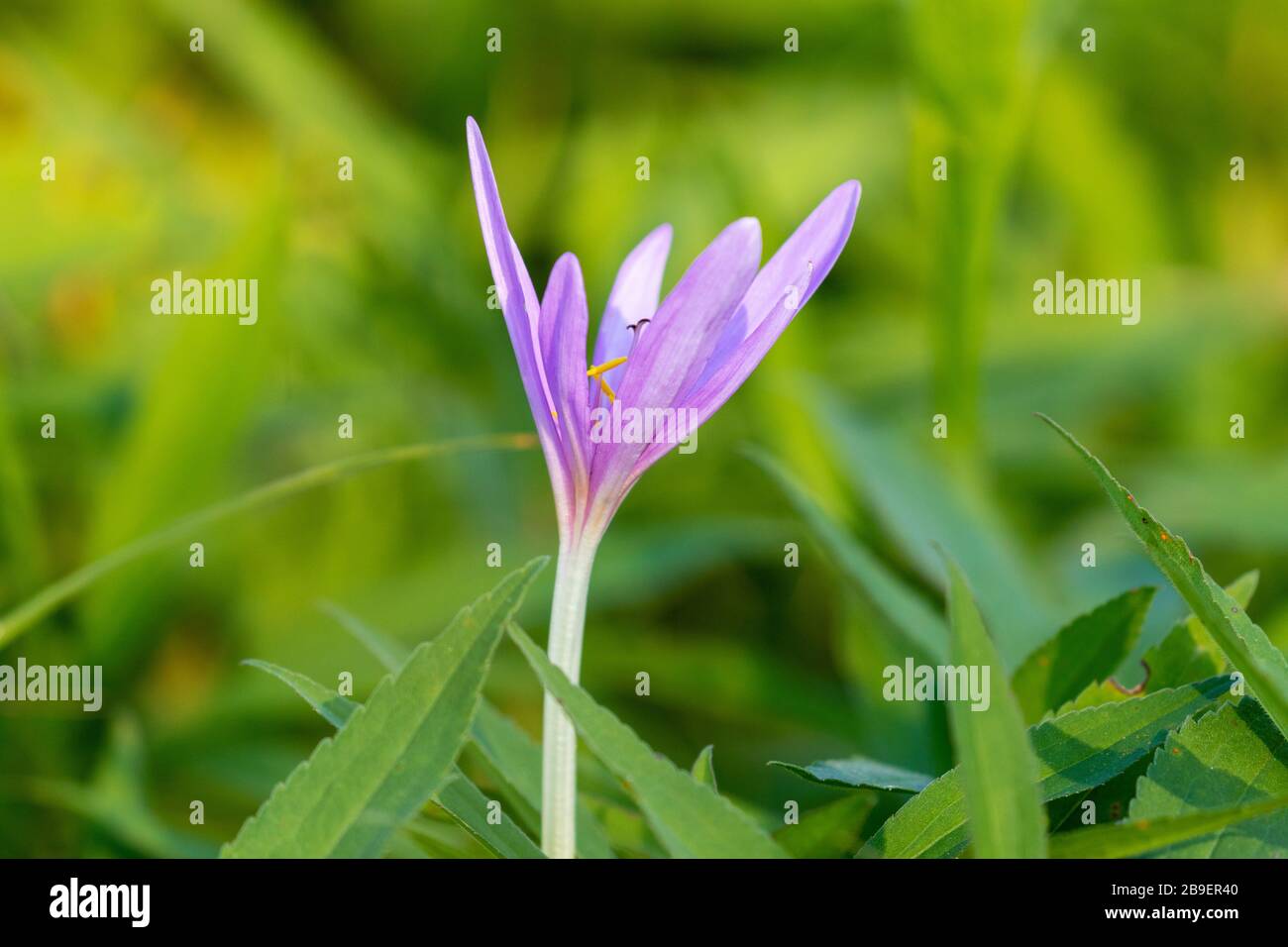 Colchicum autumnale autumn crocus hi-res stock photography and images ...