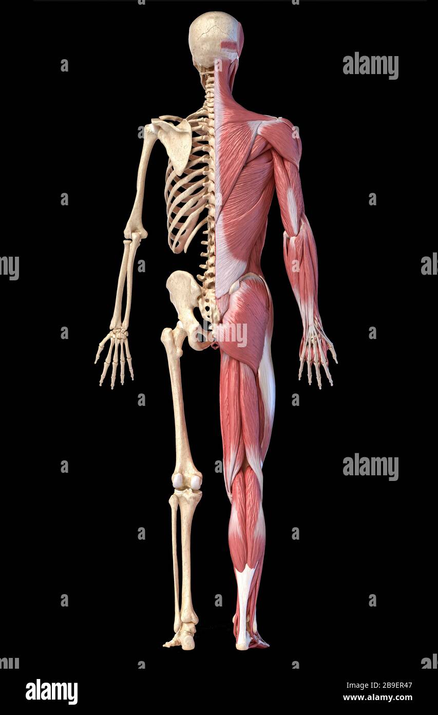 Anatomy of human male muscular and skeletal systems, back view on black ...