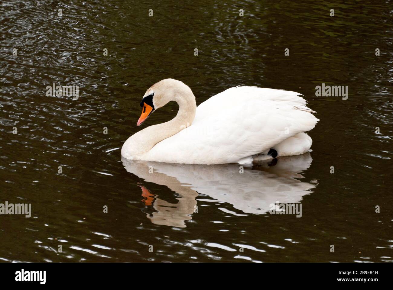 Swan lake trail hi-res stock photography and images - Alamy