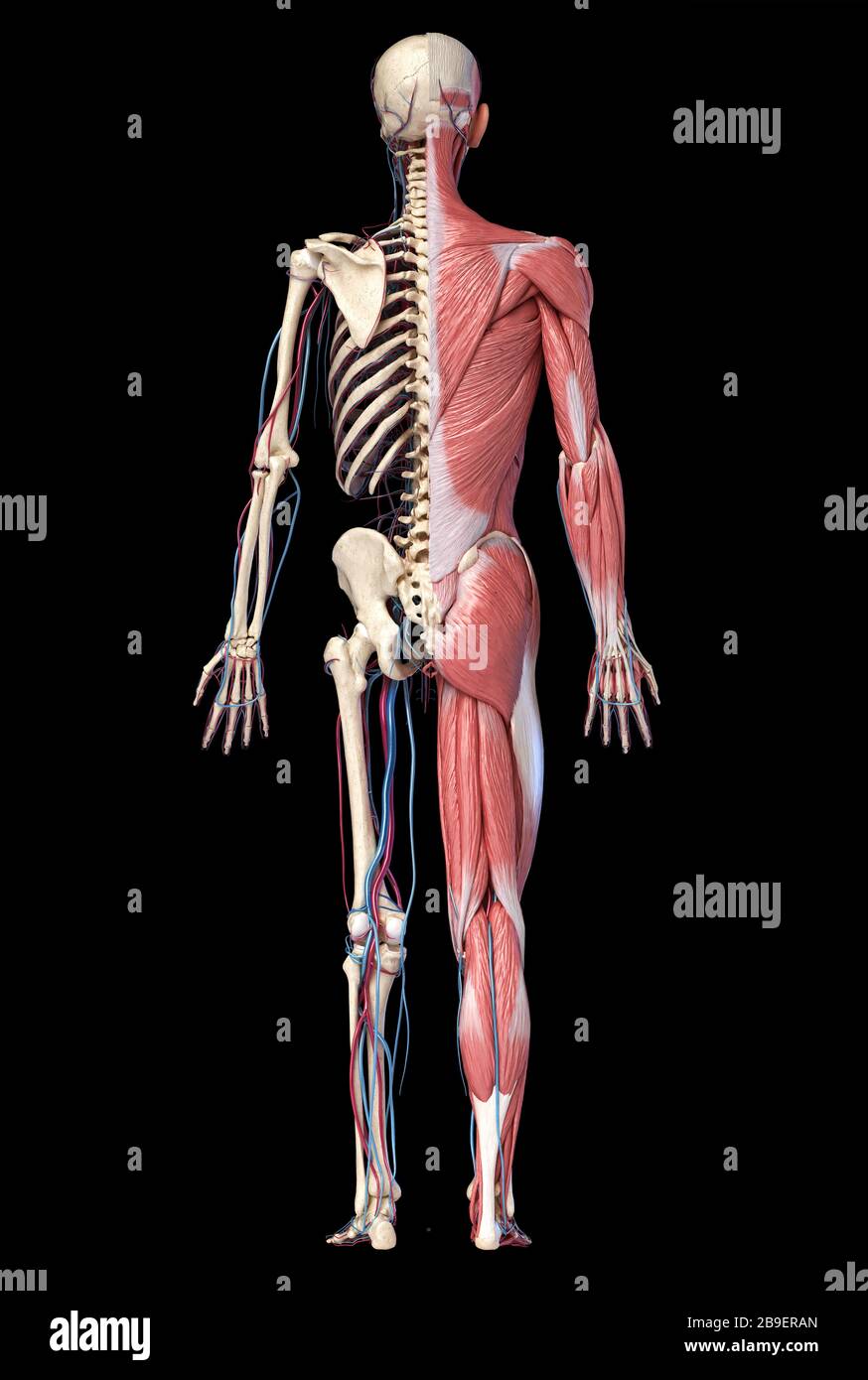 3D illustration of full human skeleton with muscles, veins and arteries ...