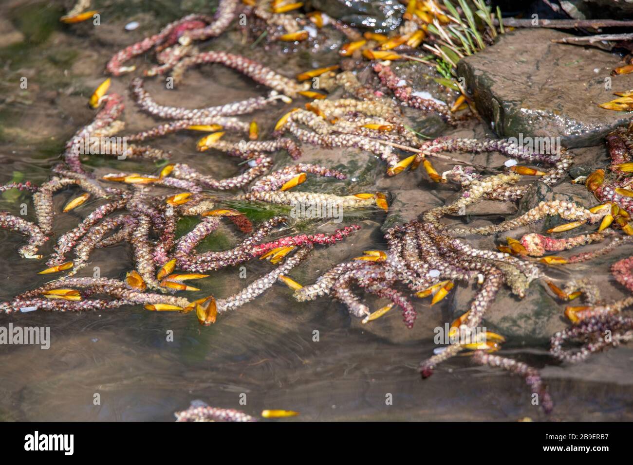 Poplar flowers float on the water between grass and stones Stock Photo ...