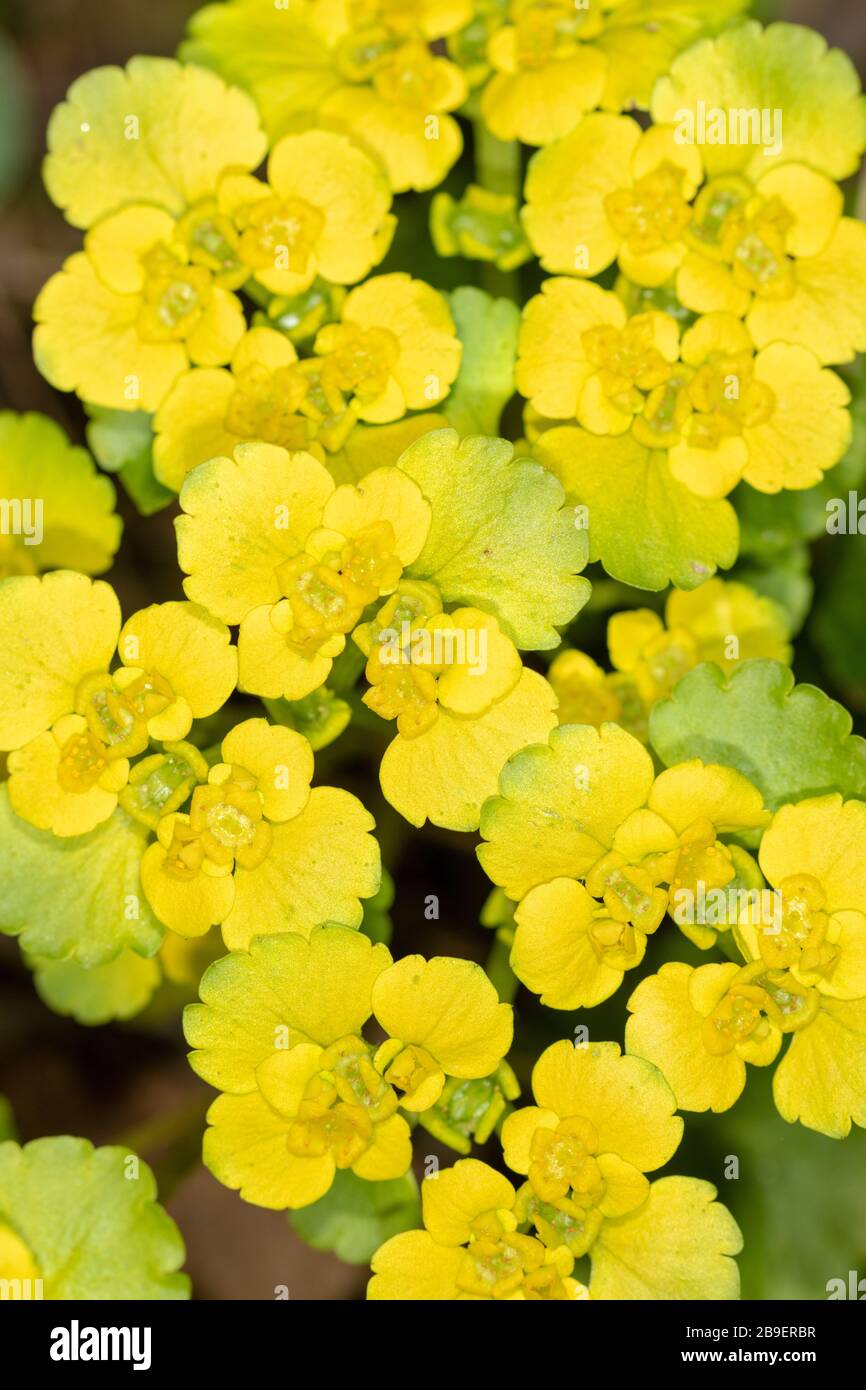 Close up brooklime flower hi-res stock photography and images - Alamy