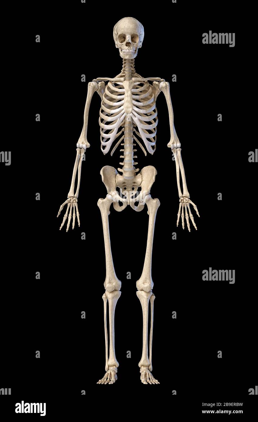 Human skeleton, full figure standing, front view on black background ...