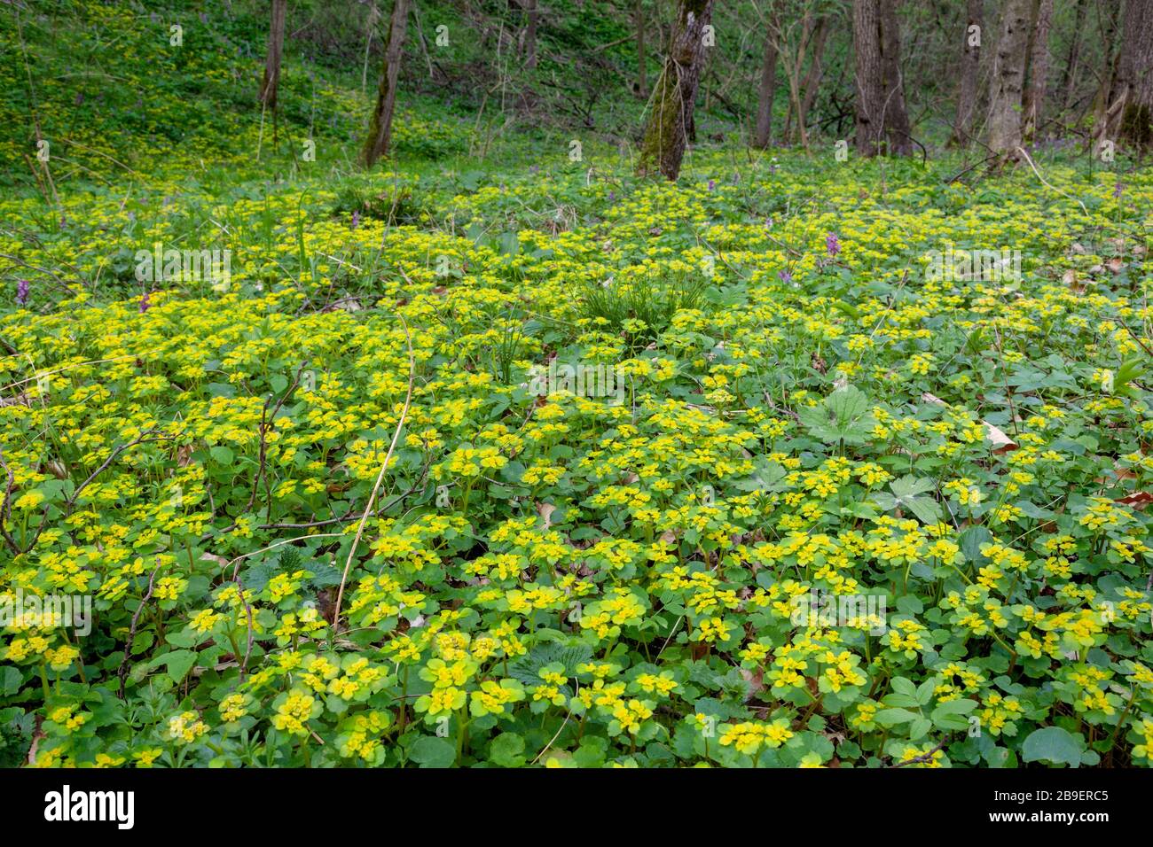 Blue saxifrage hi-res stock photography and images - Alamy