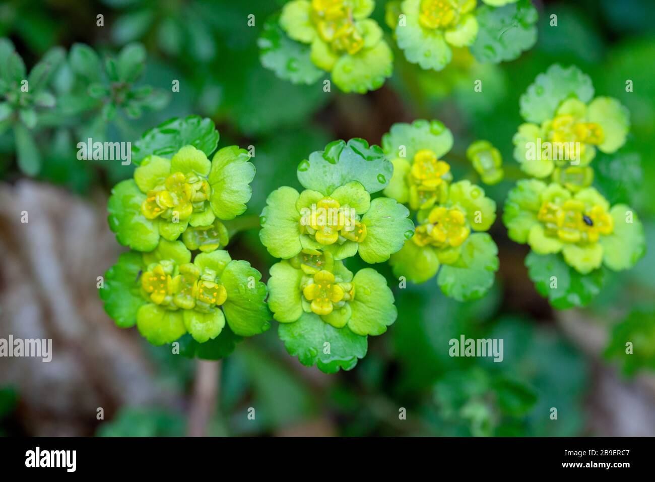 Chrysosplenium Alternifolium High Resolution Stock Photography and ...