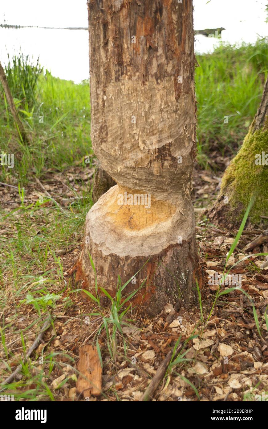 Gnawed Tree of a Beaver in Germany Stock Photo - Alamy