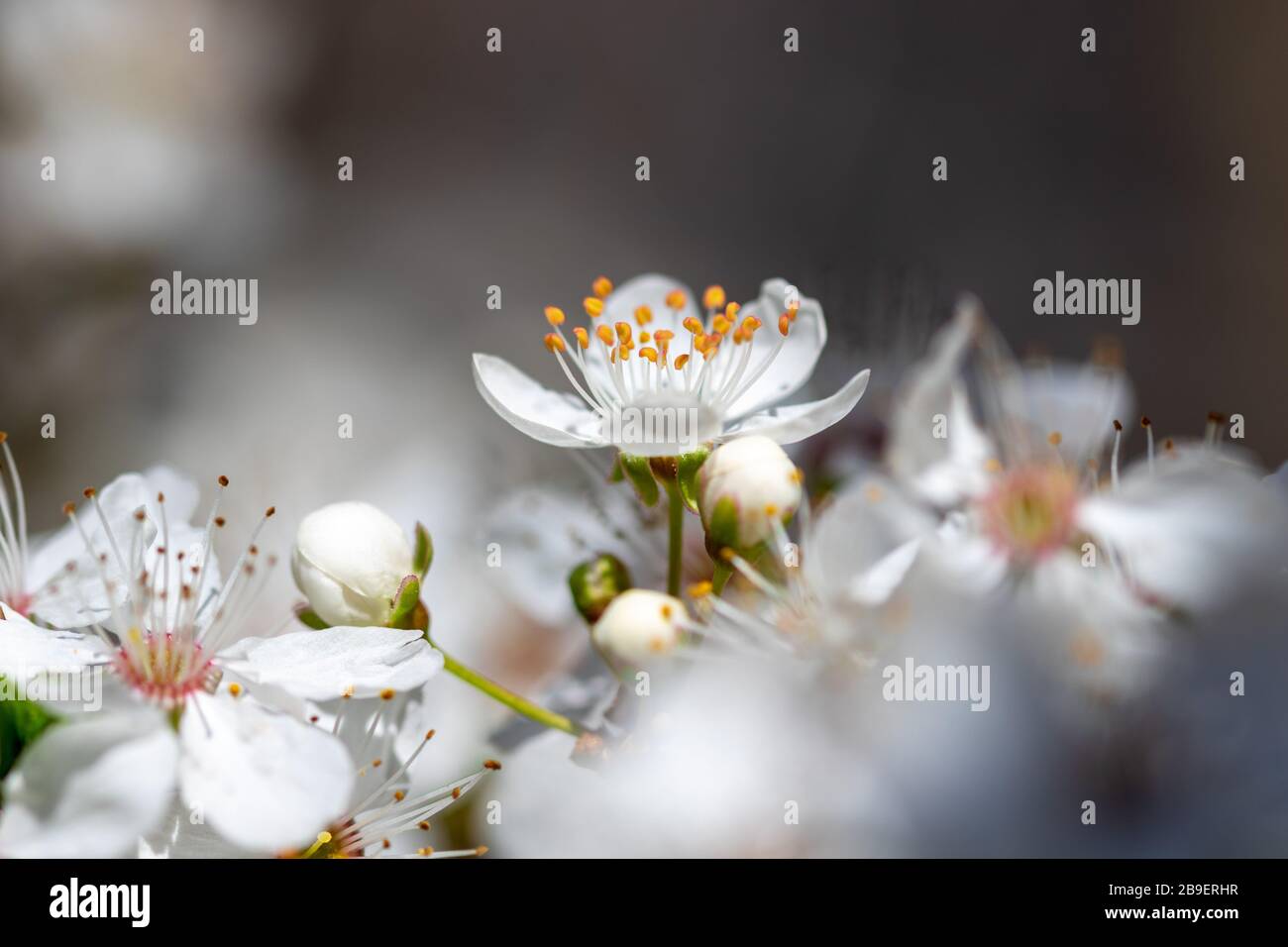 A close-up of the Prunus avium, commonly called wild cherry, sweet ...