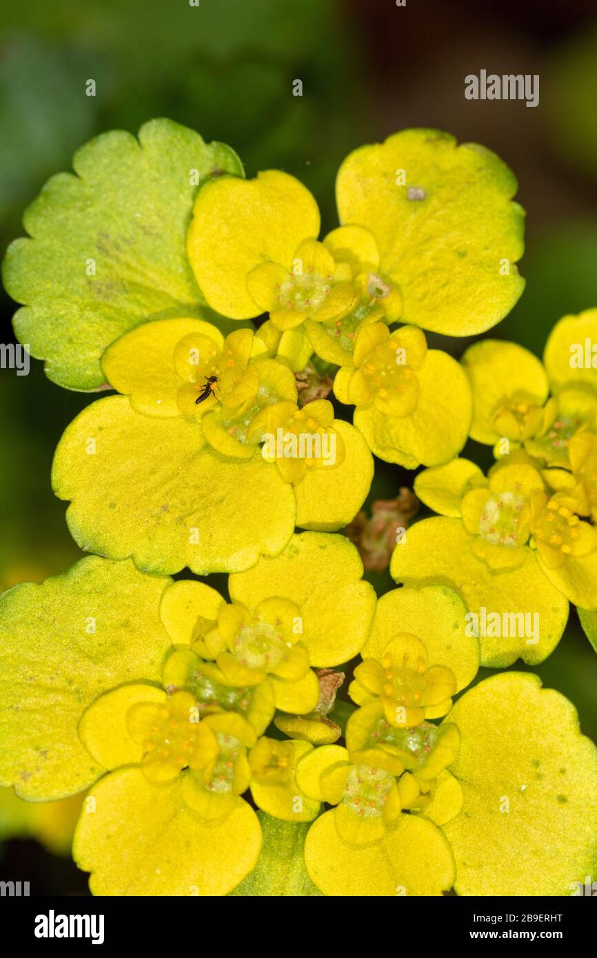 Blue saxifrage hi-res stock photography and images - Alamy