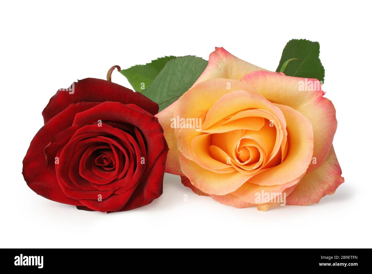 Two colorful Roses (Rosaceae) isolated on white background, including ...