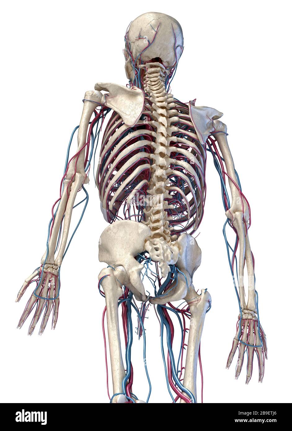 3/4 upper body rear view of human skeletal and vascular systems, white ...