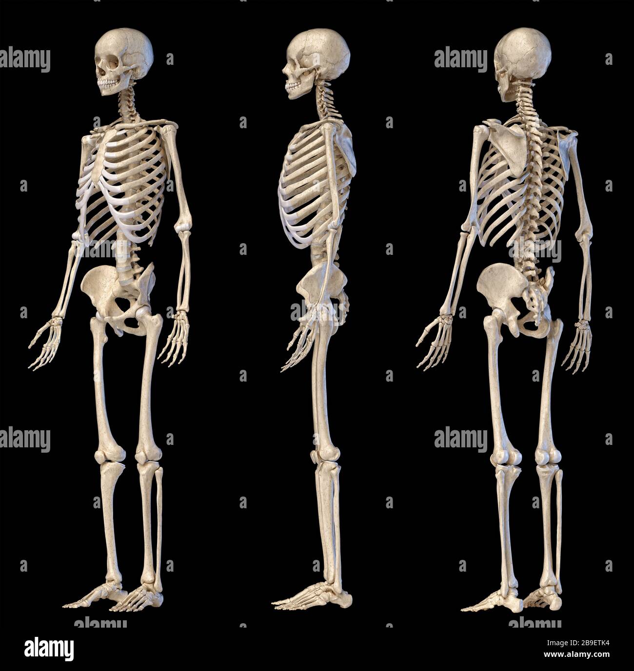 Front side view skeleton hi-res stock photography and images - Alamy