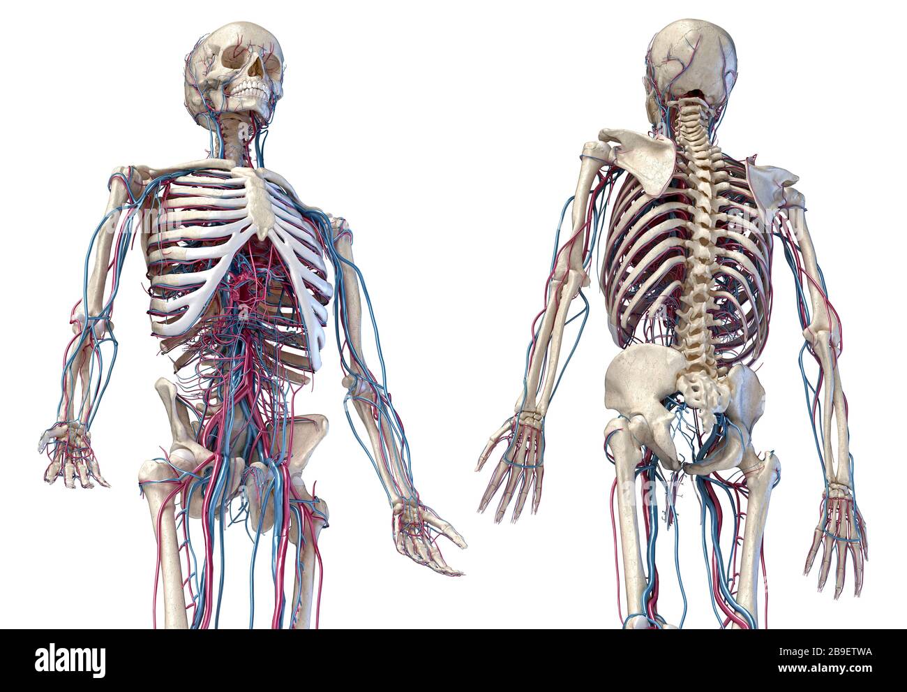 3/4 upper body view of human skeletal and vascular systems, black ...