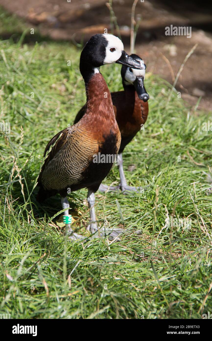 colorful mandarin ducks by the water Stock Photo - Alamy