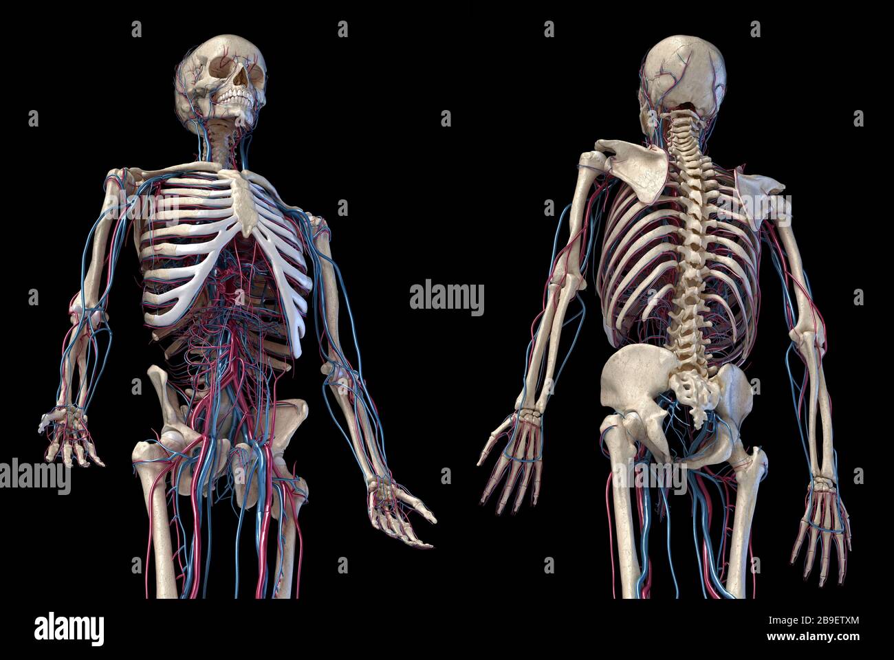 3/4 upper body view of human skeletal and vascular systems, black ...