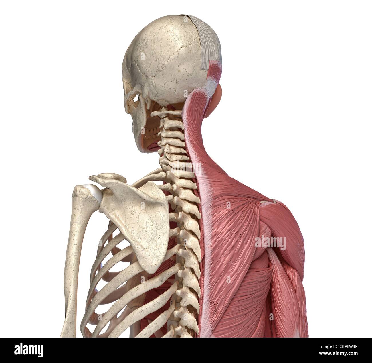 Rear view of human torso showing skeletal and muscular systems, white ...
