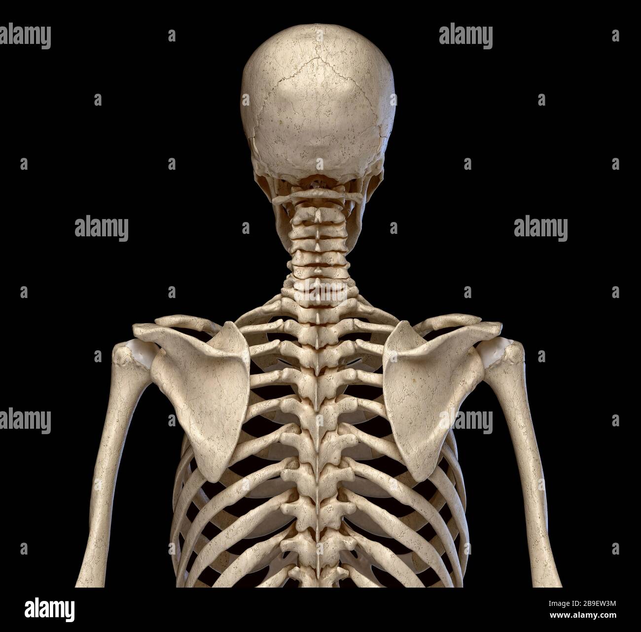 Rear view of the human torso skeletal system on black background Stock ...