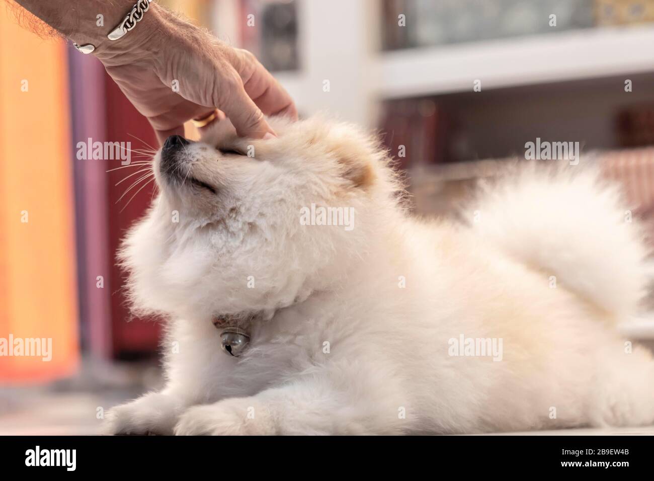 white Pomeranian dog, petted by the owner. hand in the frame , love and ...
