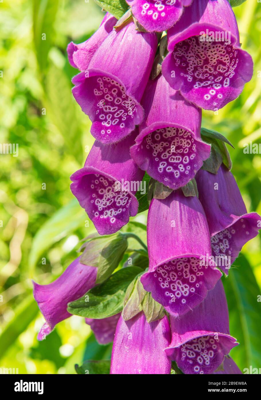 Finger like flowers hi-res stock photography and images - Alamy