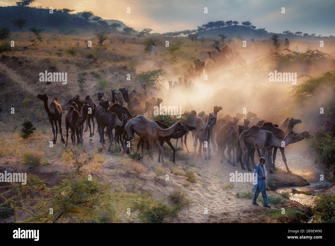 Camels on the way to Pushkar Mela at sunset, camel market, Pushkar ...