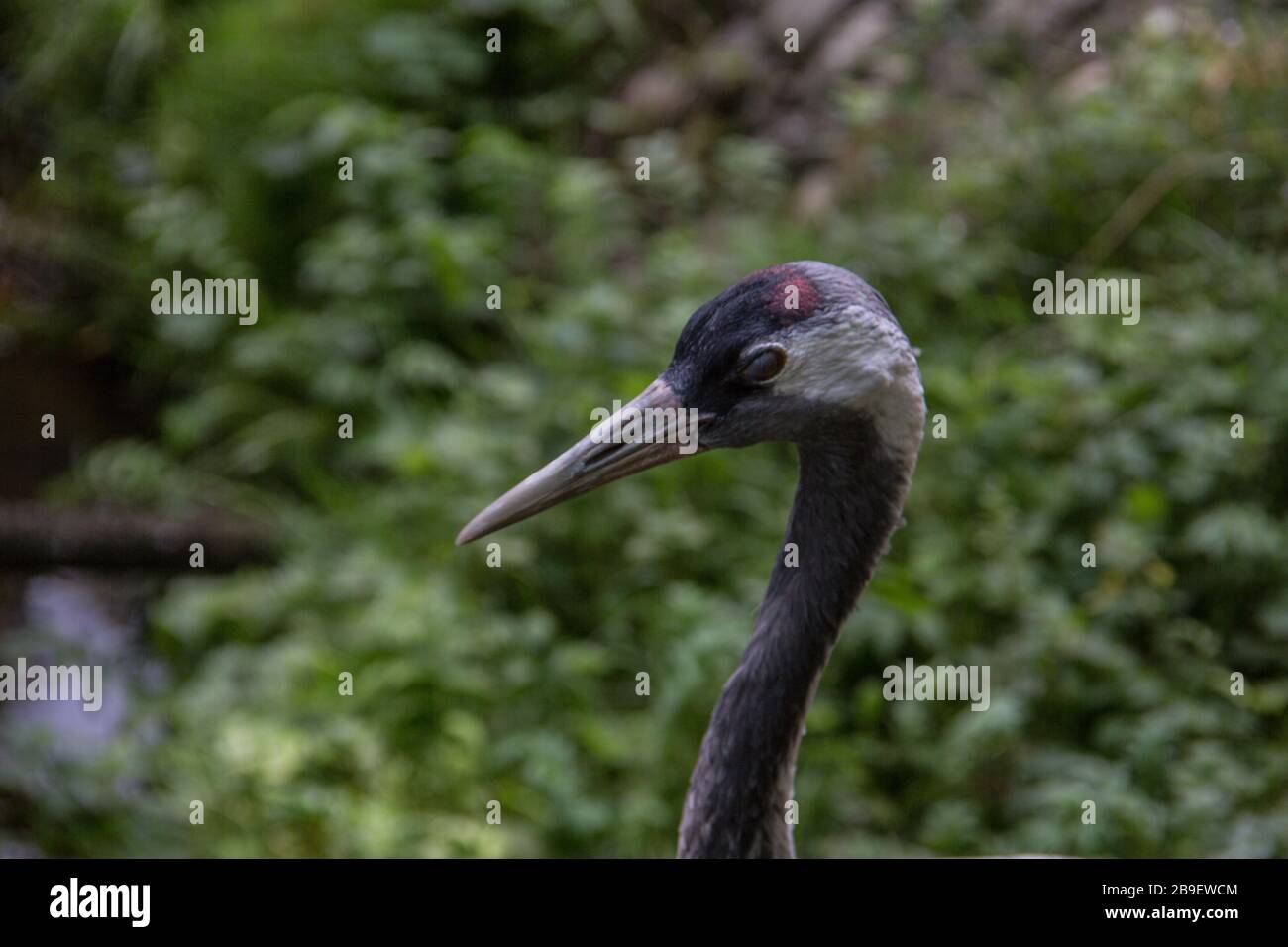 gray crane with head section and long neck Stock Photo - Alamy