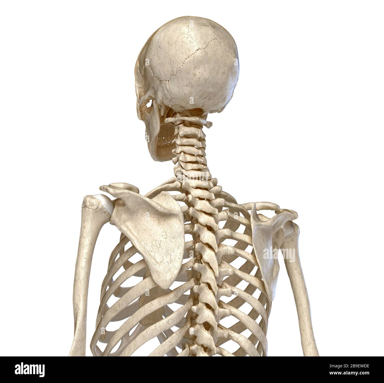 Rear view of the human torso skeletal system on white background Stock ...