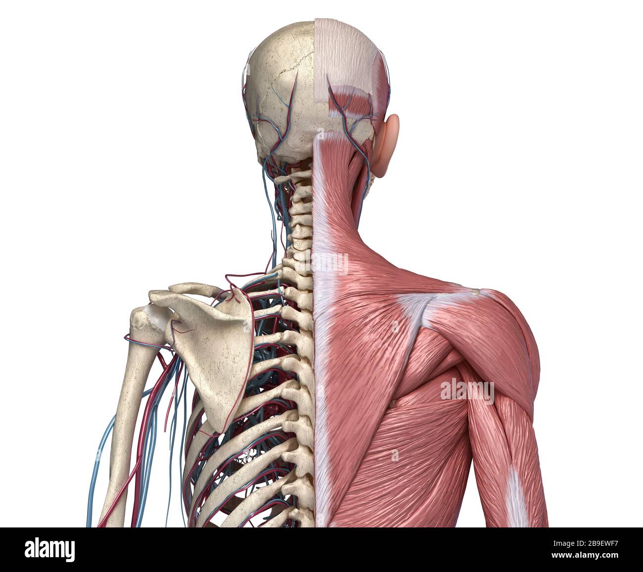 Rear view of human torso skeleton with muscles, veins and arteries ...