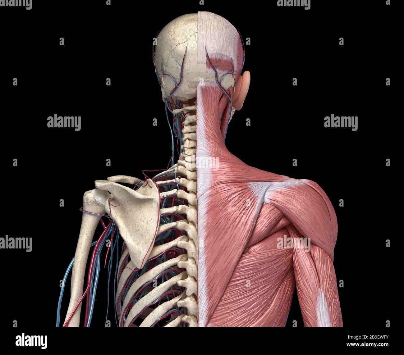 Front view of human torso skeleton with muscles, veins and arteries ...