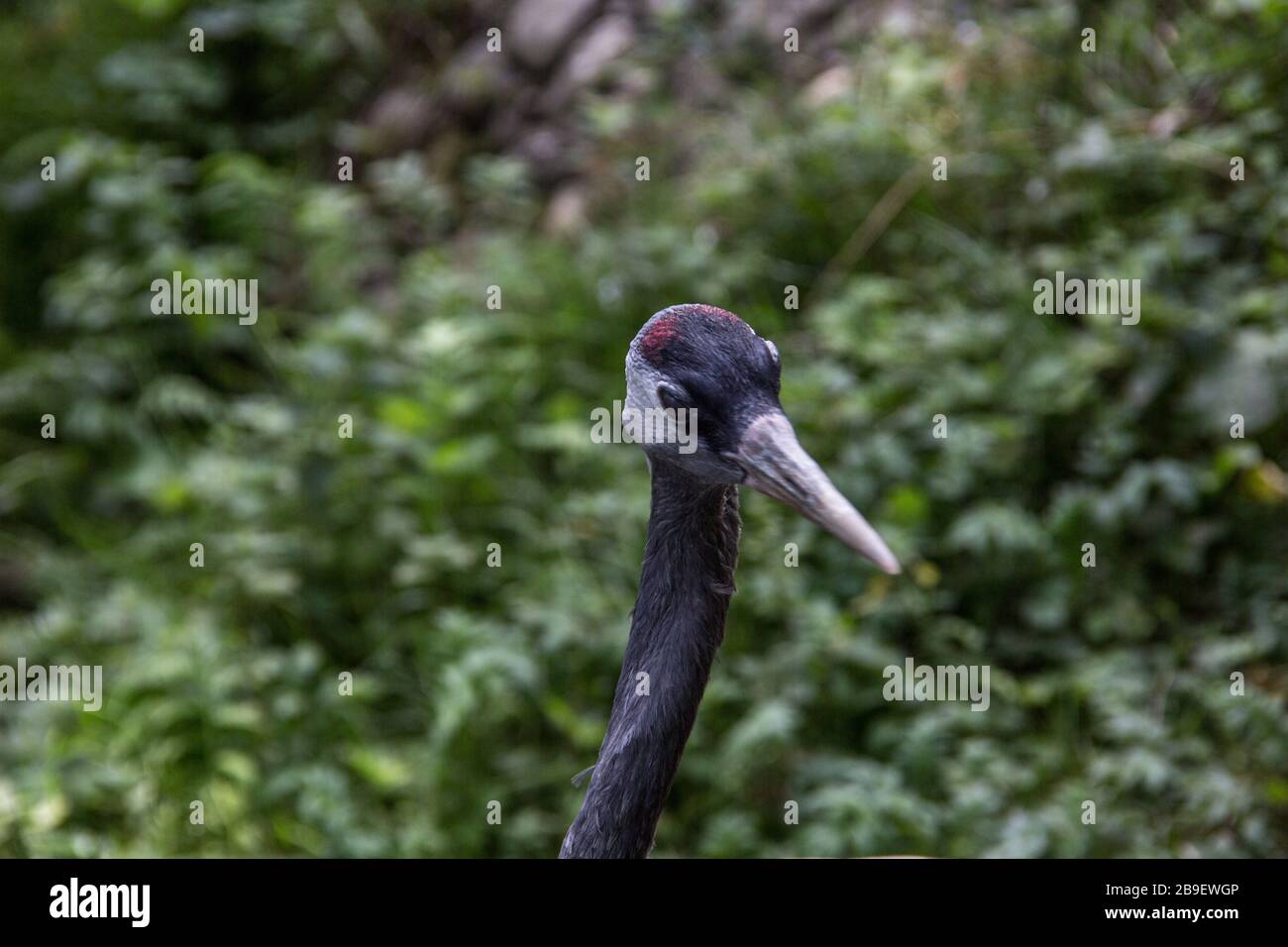 gray crane with head section and long neck Stock Photo - Alamy