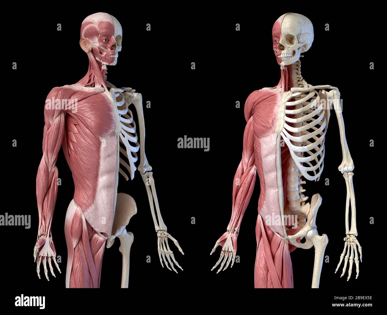 Upper body male anatomy of muscular and skeletal systems, black ...