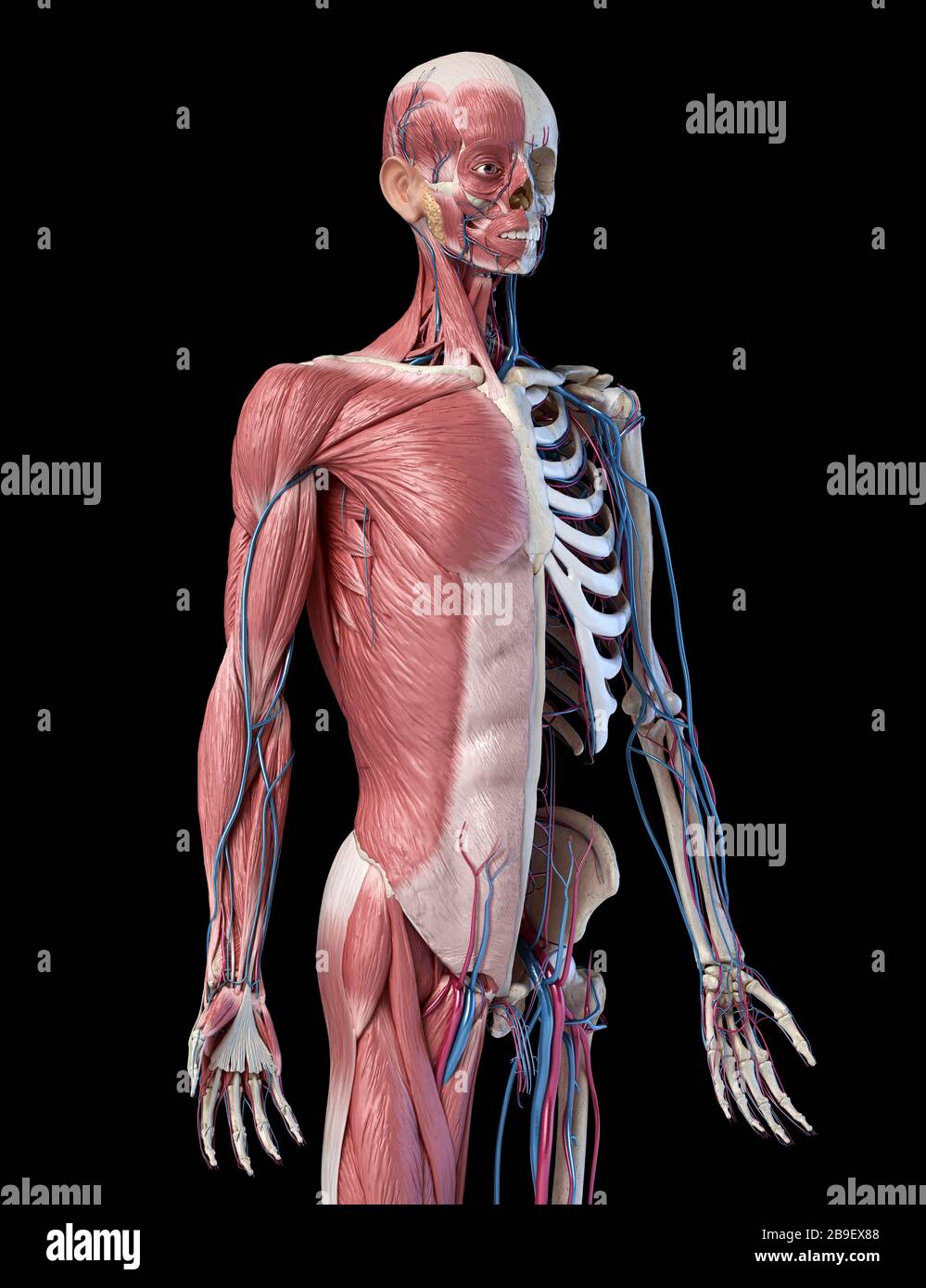 Upper body skeleton with muscles, veins and arteries, front view on ...