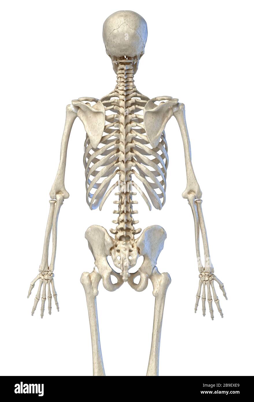 Upper body rear view of human skeletal system on white background Stock ...