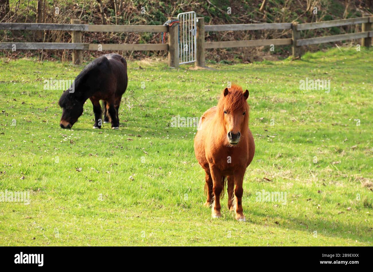 Ponys farm hi-res stock photography and images - Alamy