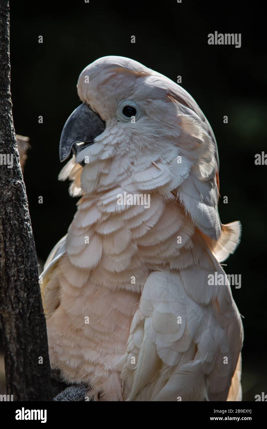 Cockatoo sits in the tree Stock Photo - Alamy