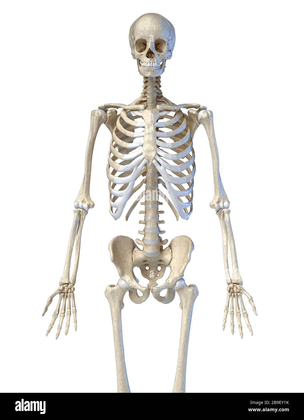 Upper body view of human skeletal system on black background Stock ...
