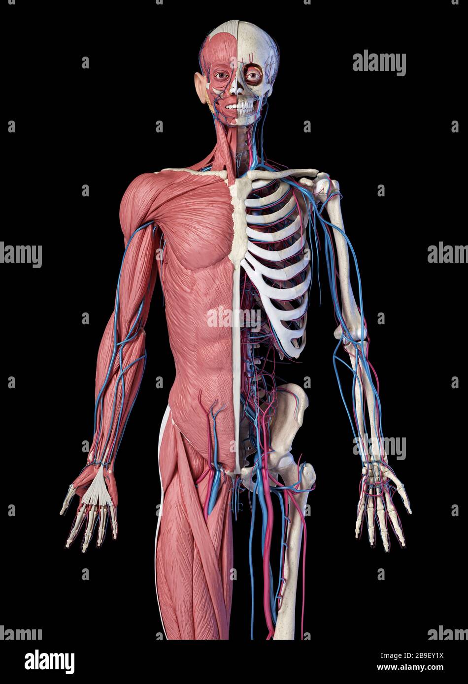 Upper body front view of skeletal, muscular and cardiovascular systems ...