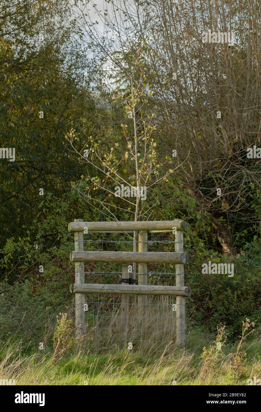 Planted sapling of Black poplar, Populus nigra subsp. betulifolia, on ...