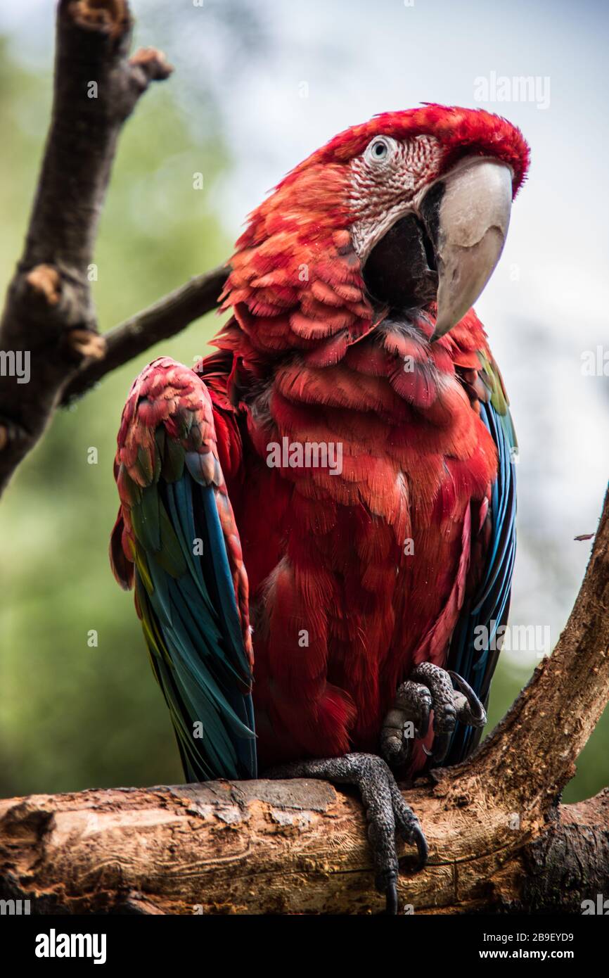 red blue green big parrots from south america Stock Photo - Alamy