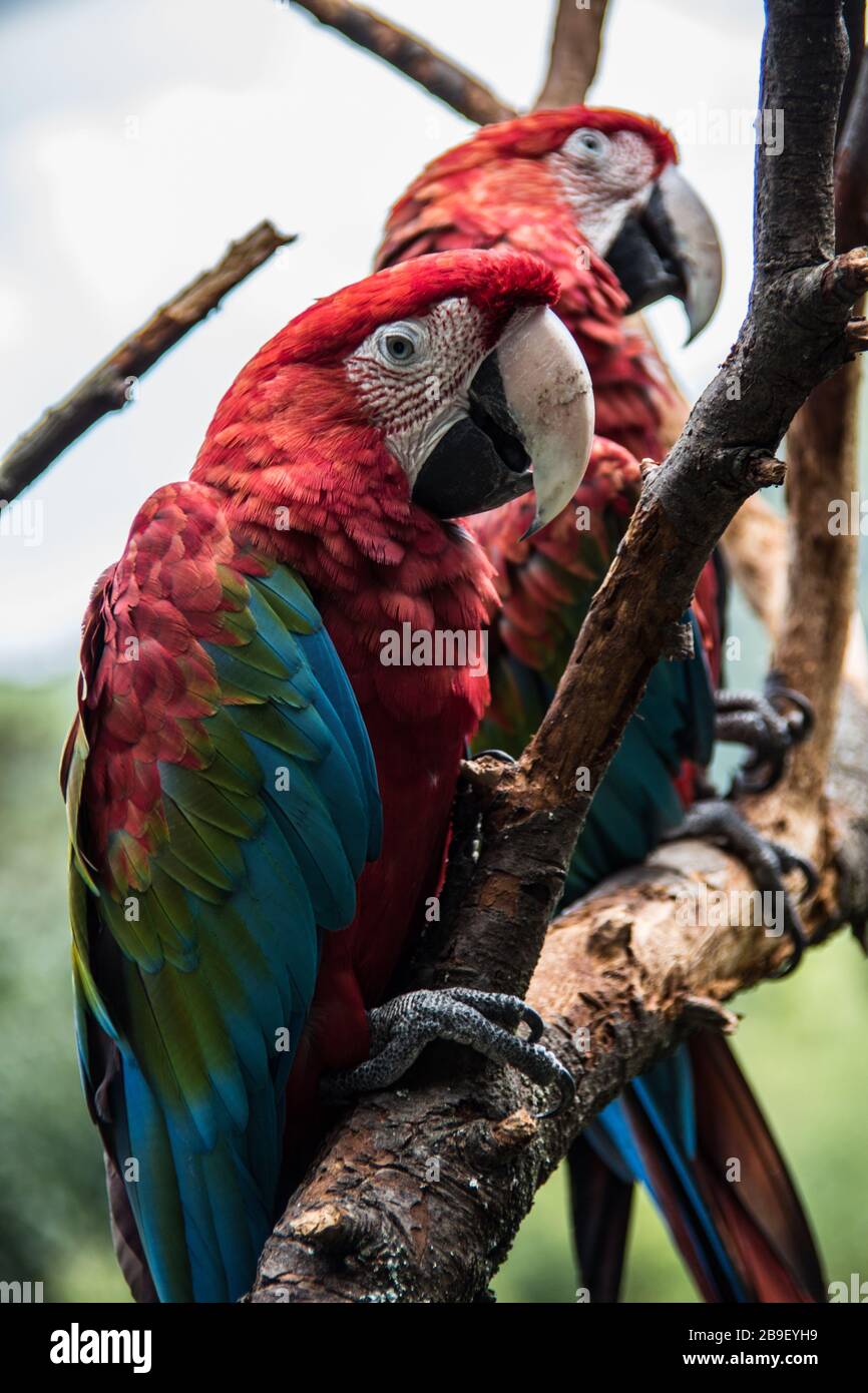 red blue green big parrots from south america Stock Photo - Alamy