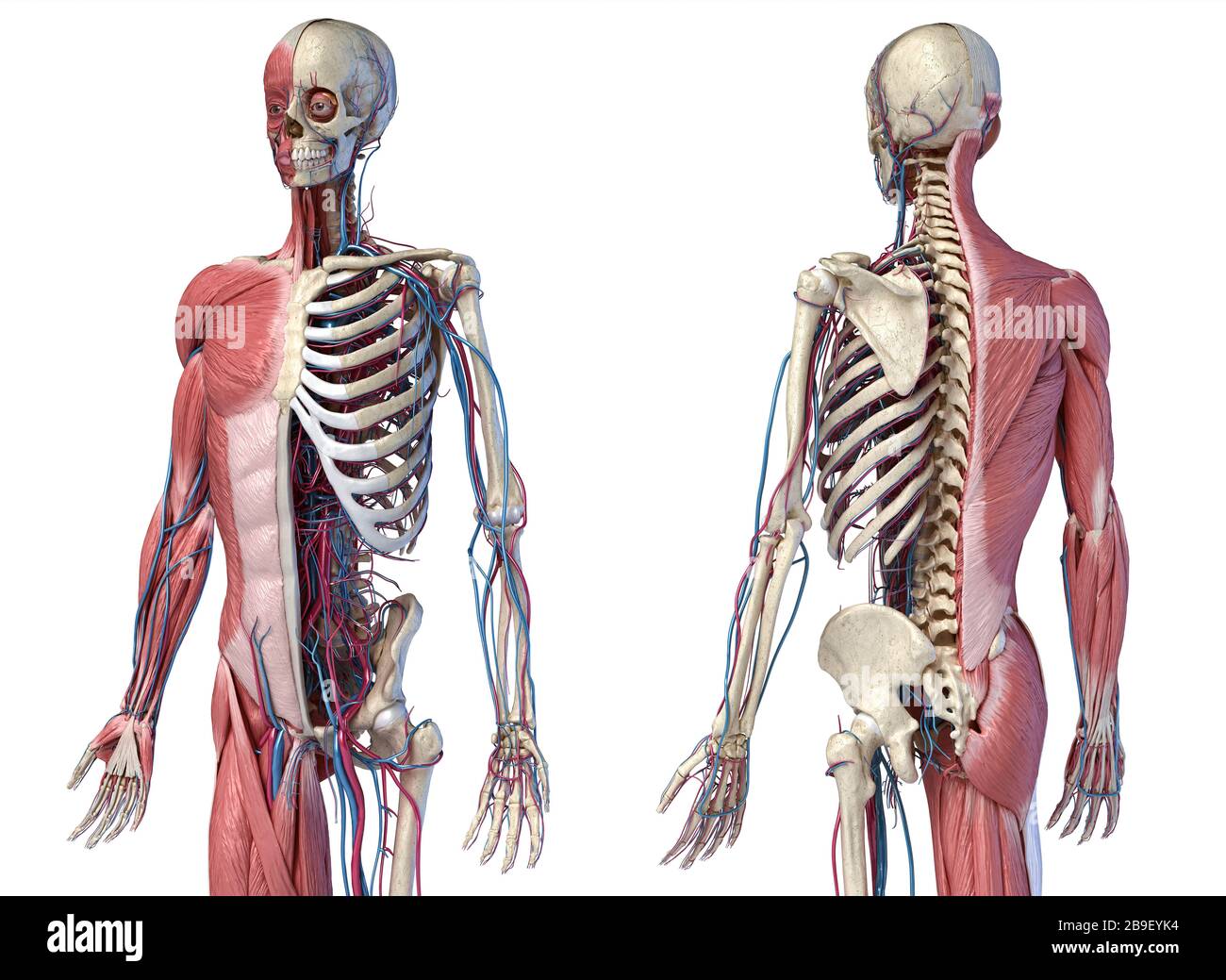 Upper body skeleton with muscles, veins and arteries, white background ...